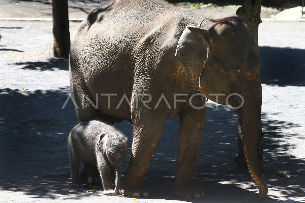 BAYI GAJAH SUMATERA | ANTARA Foto