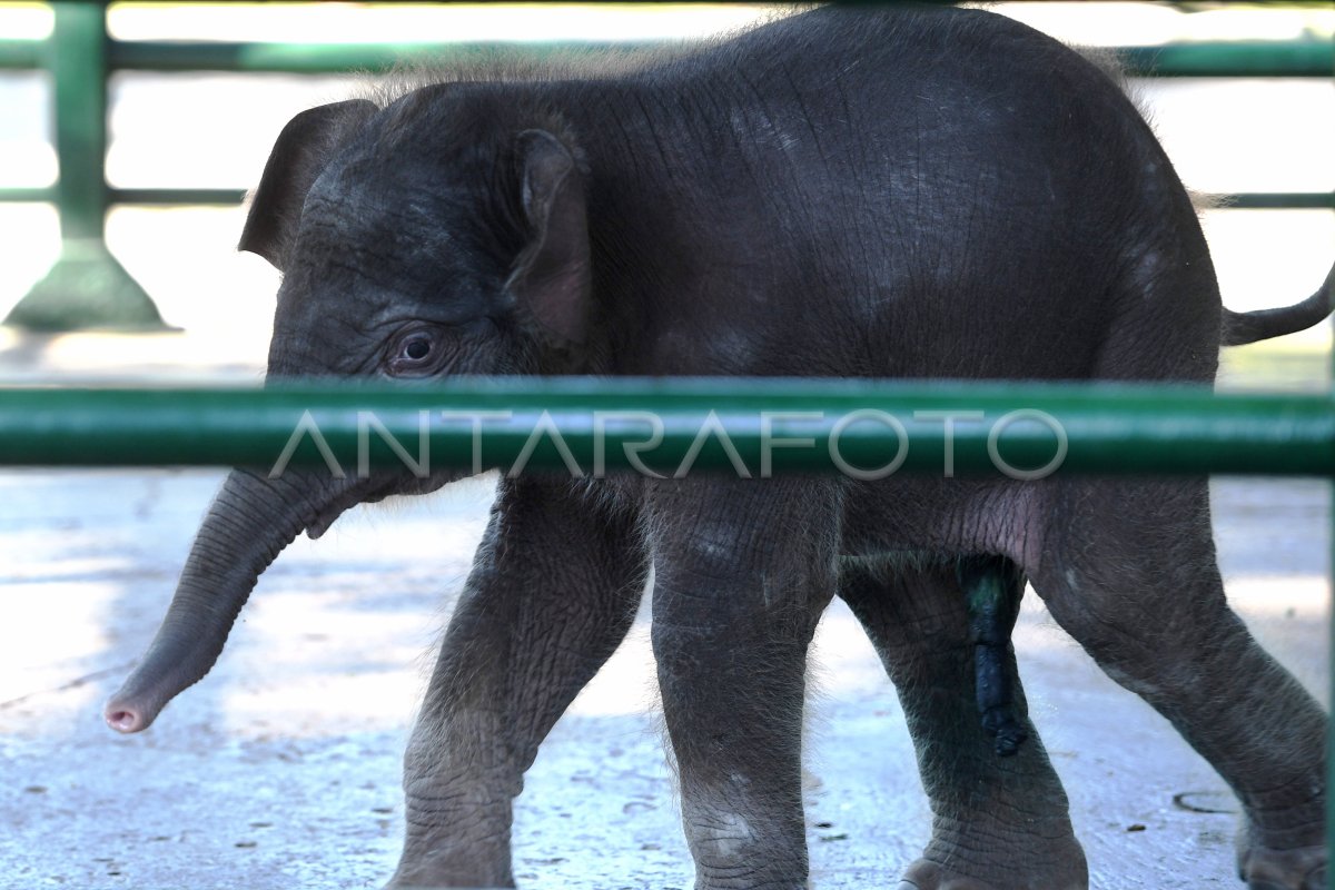 BAYI GAJAH SUMATERA KBS | ANTARA Foto