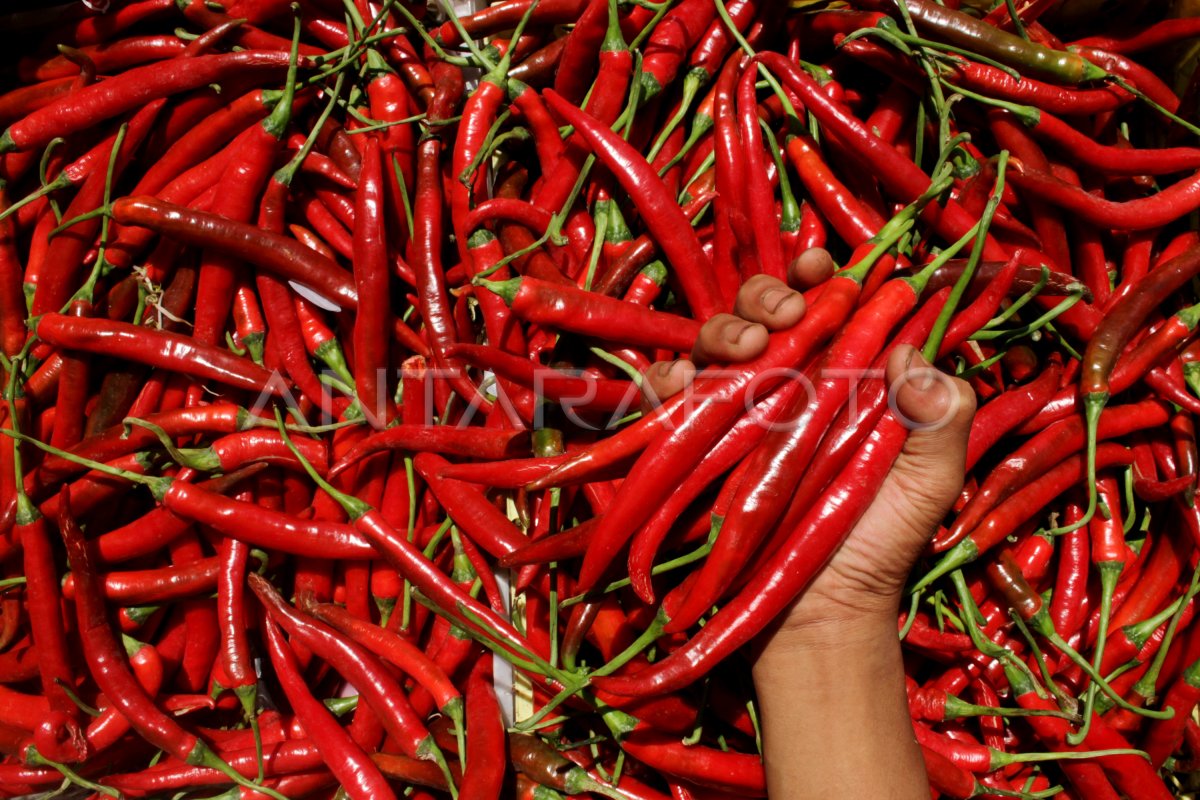 HARGA CABAI MERAH JELANG IDUL ADHA | ANTARA Foto