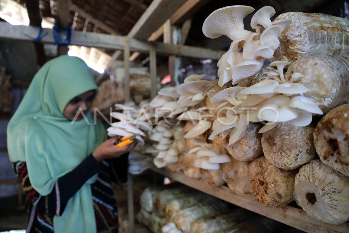 PROSPEK BUDIDAYA JAMUR TIRAM | ANTARA Foto