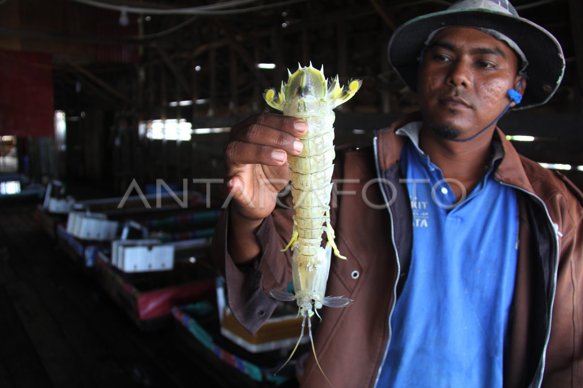 UDANG KETAK KOMODITAS UNGGULAN DARI SINABOI | ANTARA Foto