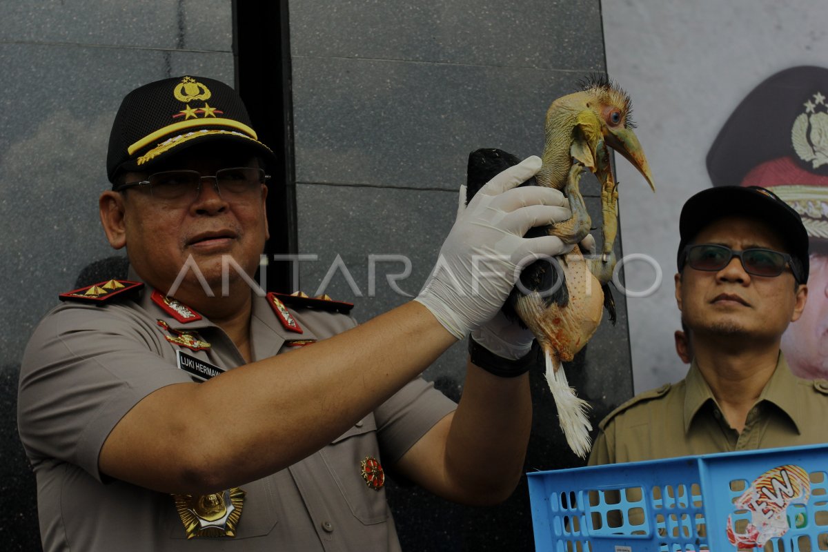 KASUS PERDAGANGAN SATWA BURUNG DILINDUNGI | ANTARA Foto