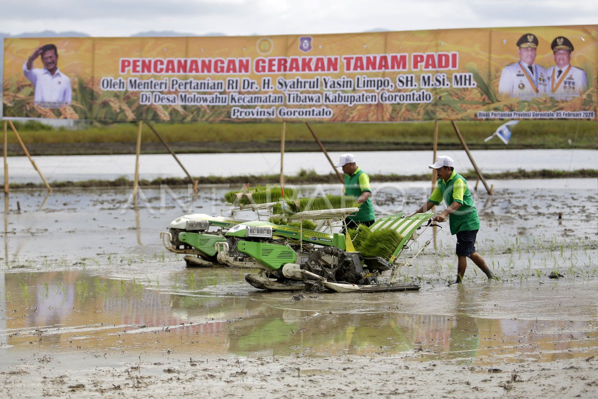 PENCANANGAN GERAKAN TANAM PADI | ANTARA Foto