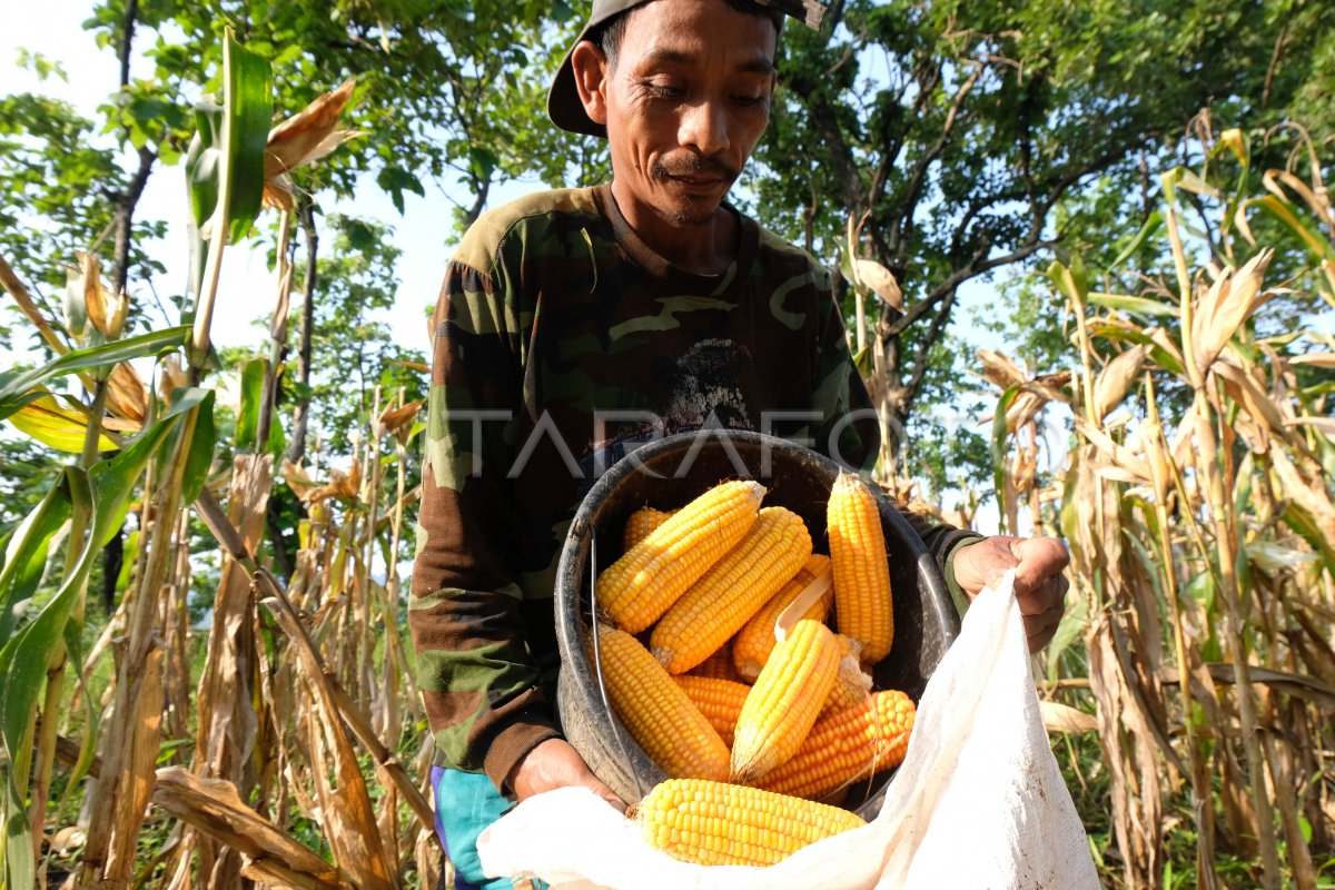 PANEN RAYA HARGA JAGUNG TURUN | ANTARA Foto
