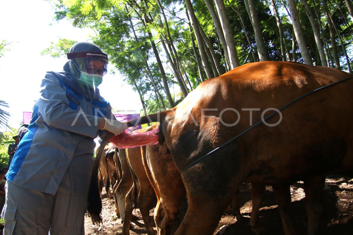 HEALTH EXAMINATION OF CATTLE FARMS | ANTARA Foto