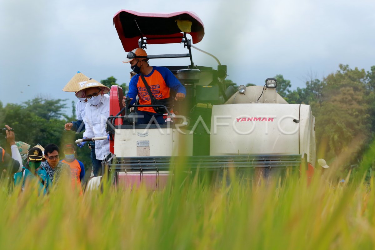 HASIL PANEN LAHAN DEMPLOT | ANTARA Foto