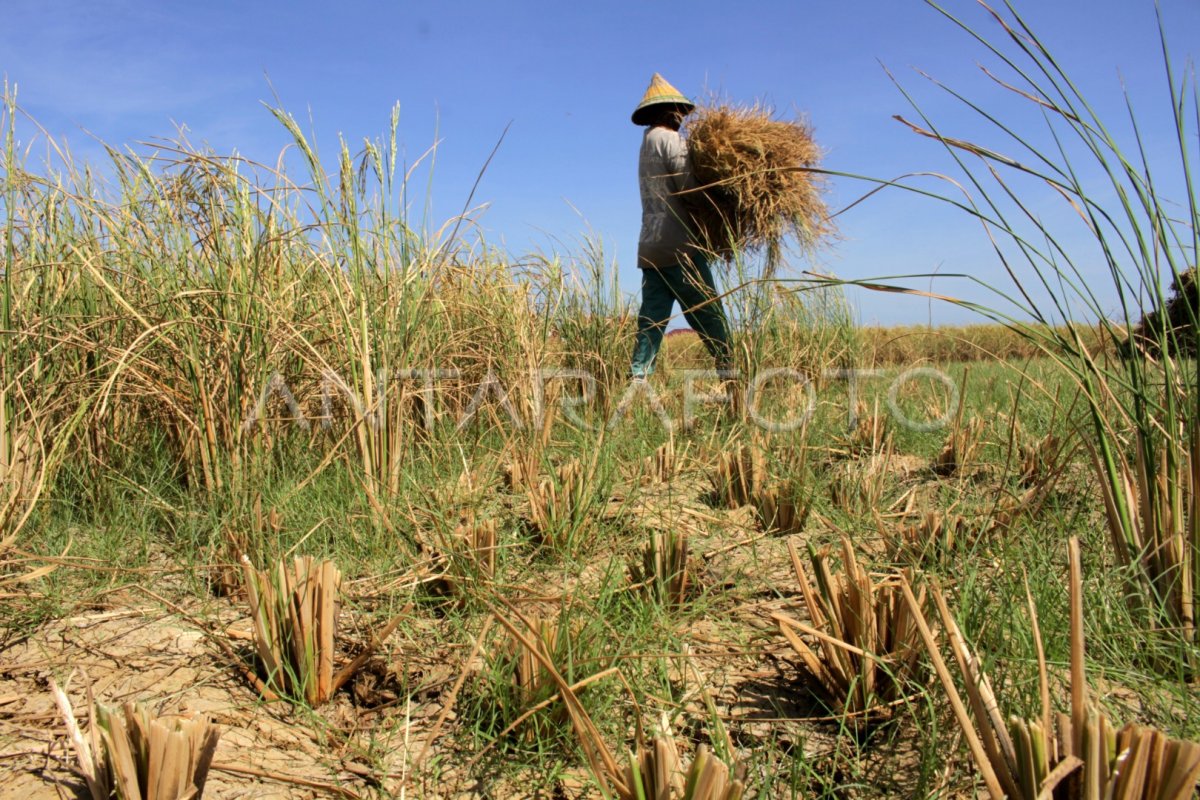 PETANI GAGAL PANEN AKIBAT KEMARAU | ANTARA Foto