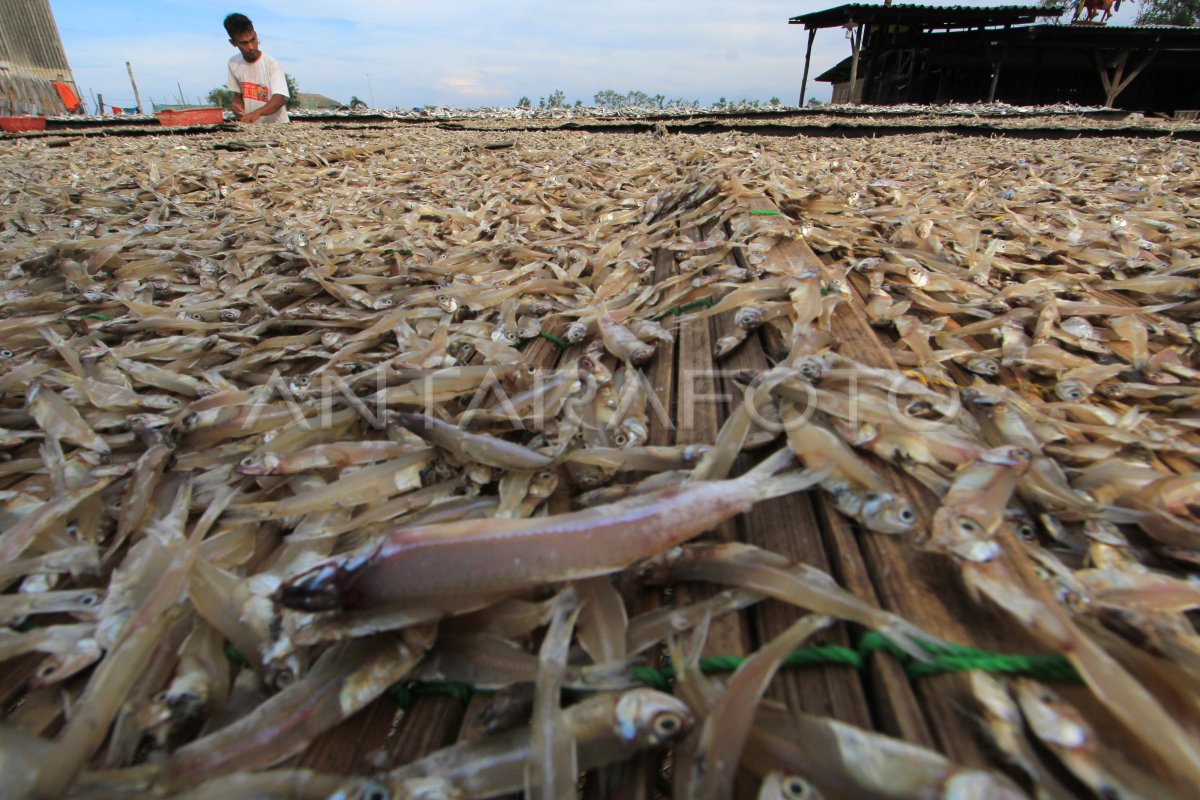 PRODUKSI IKAN TERI KERING | ANTARA Foto
