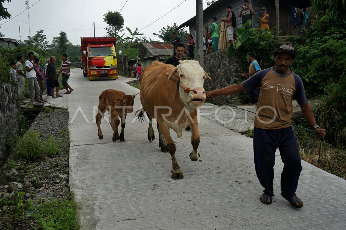 PENETRATING LIVESTOCK EVACUATION | ANTARA Foto