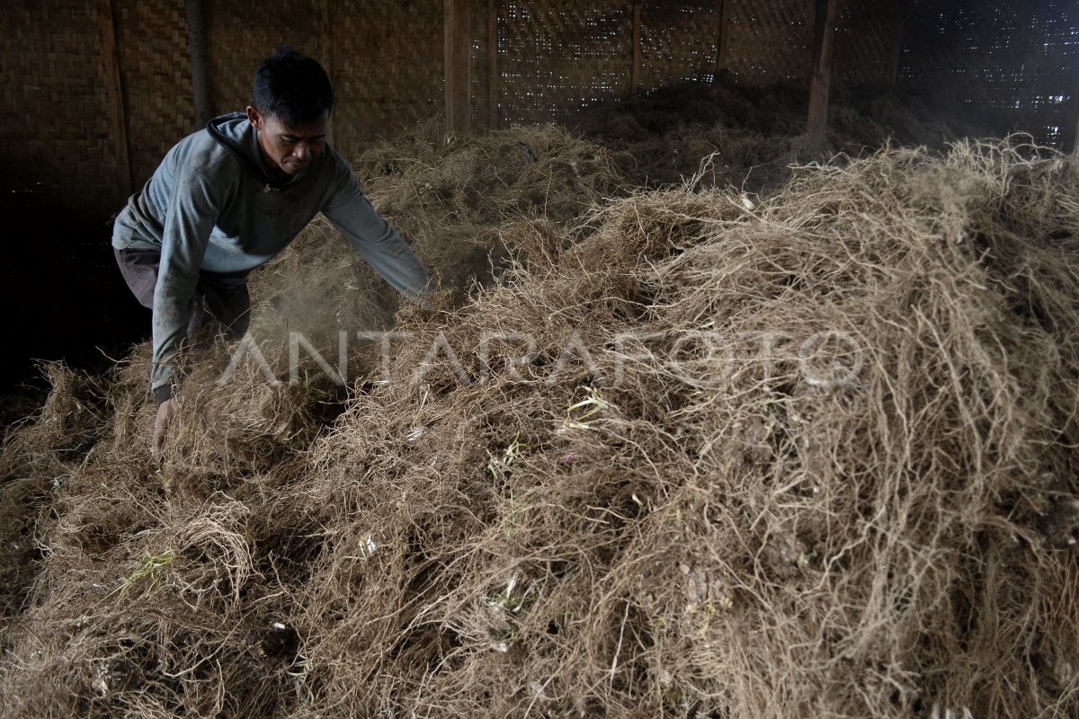 PRODUKSI MINYAK AKAR WANGI | ANTARA Foto PRODUKSI MINYAK AKAR WANGI | ANTARA Foto