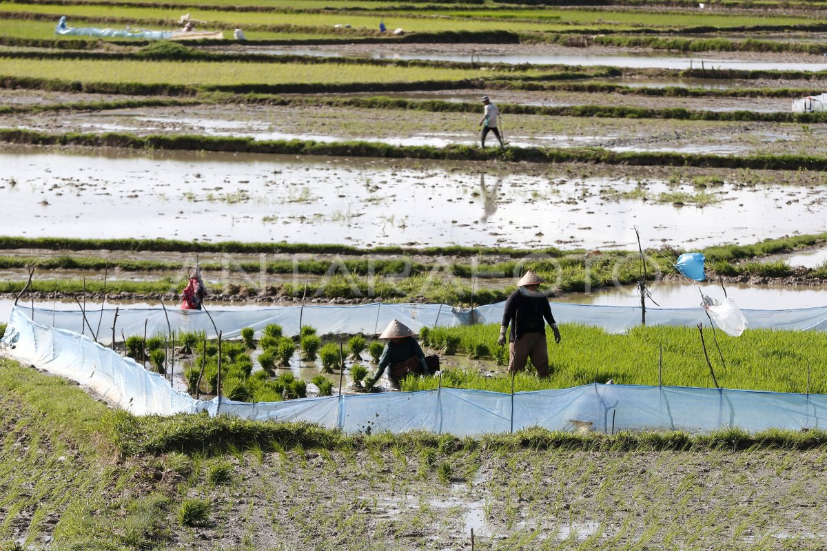 MUSIM TANAM PADI SERENTAK AWAL TAHUN 2021 | ANTARA Foto