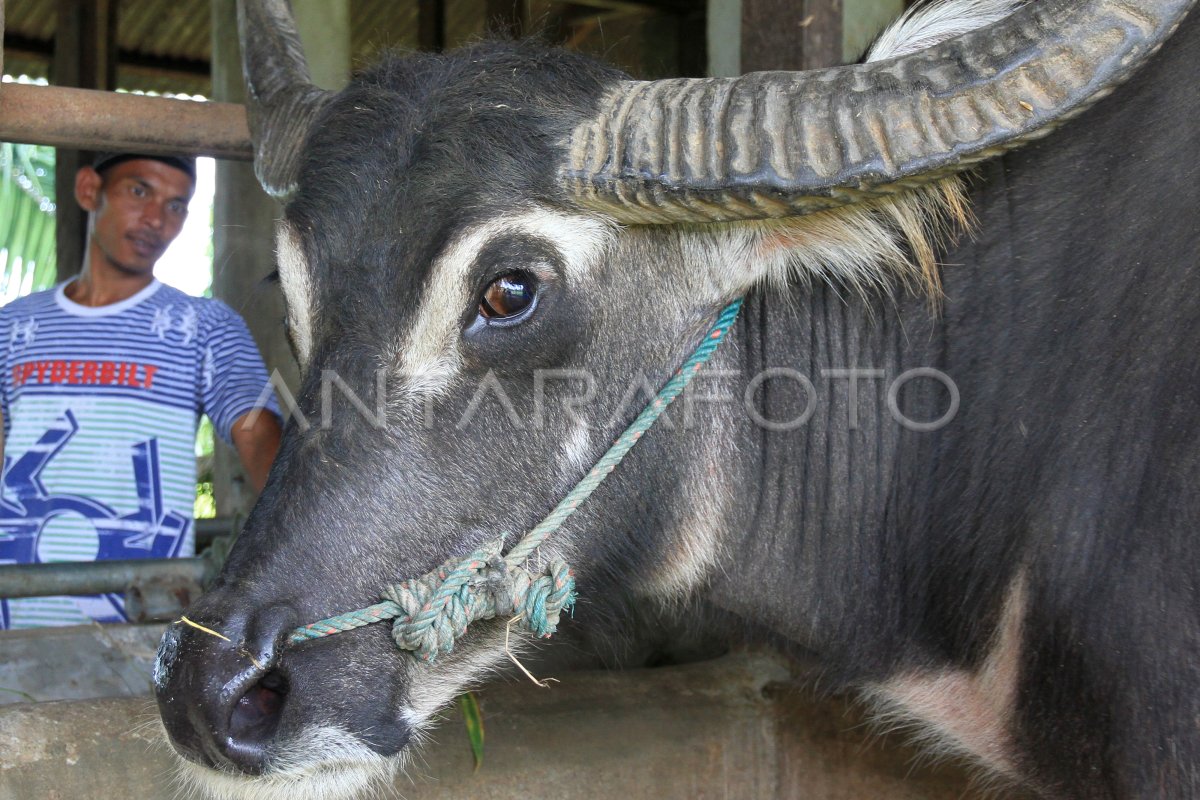 CATTLE DEMAND KERBAU CUT DOWN | ANTARA Foto