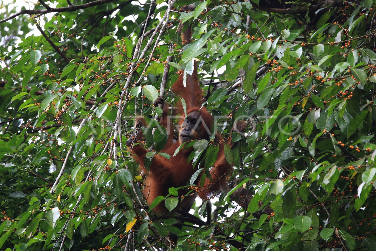 POPULASI ORANGUTAN SUMATRA TERANCAM PUNAH | ANTARA Foto