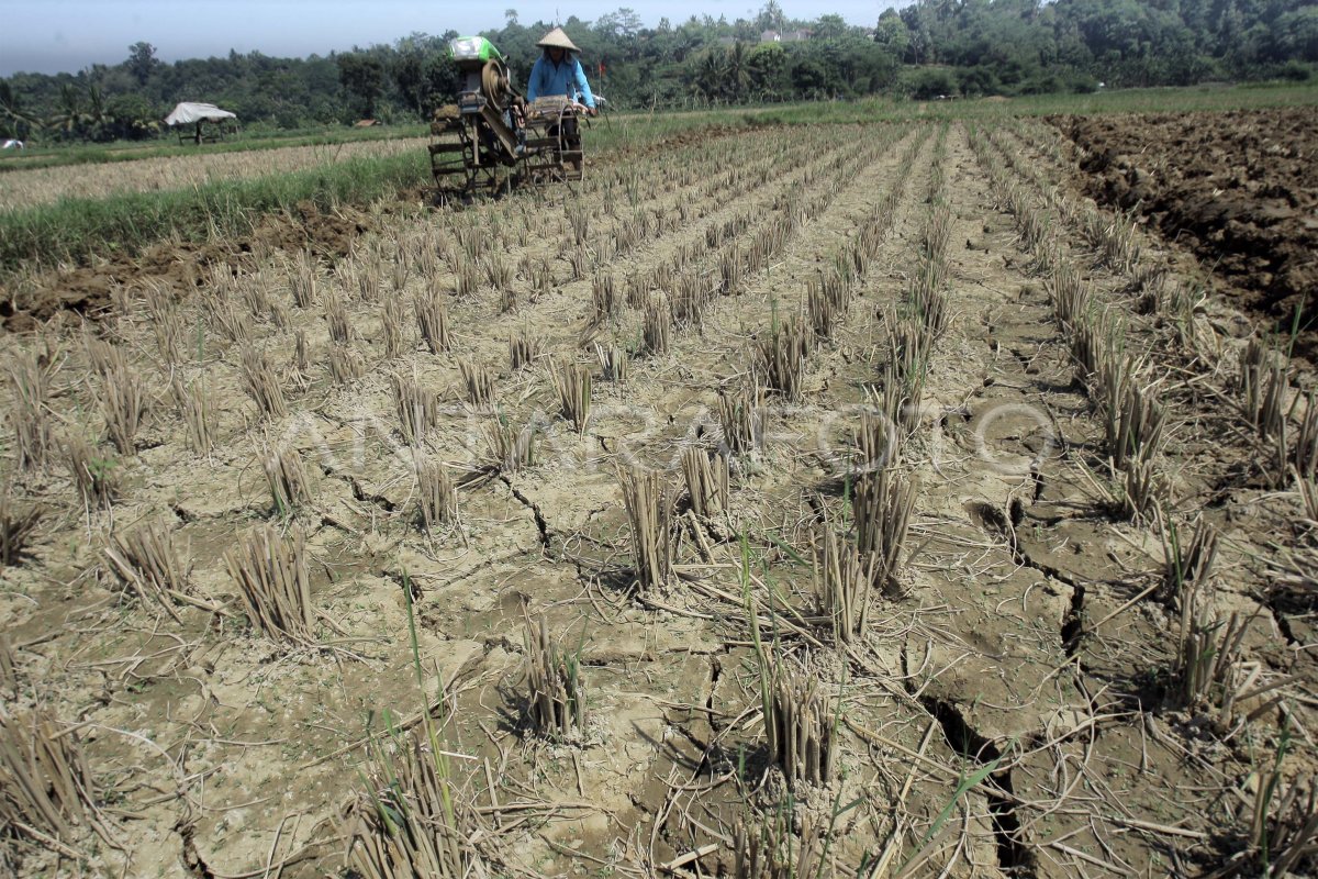 MUSIM KEMARAU DI INDONESIA | ANTARA Foto