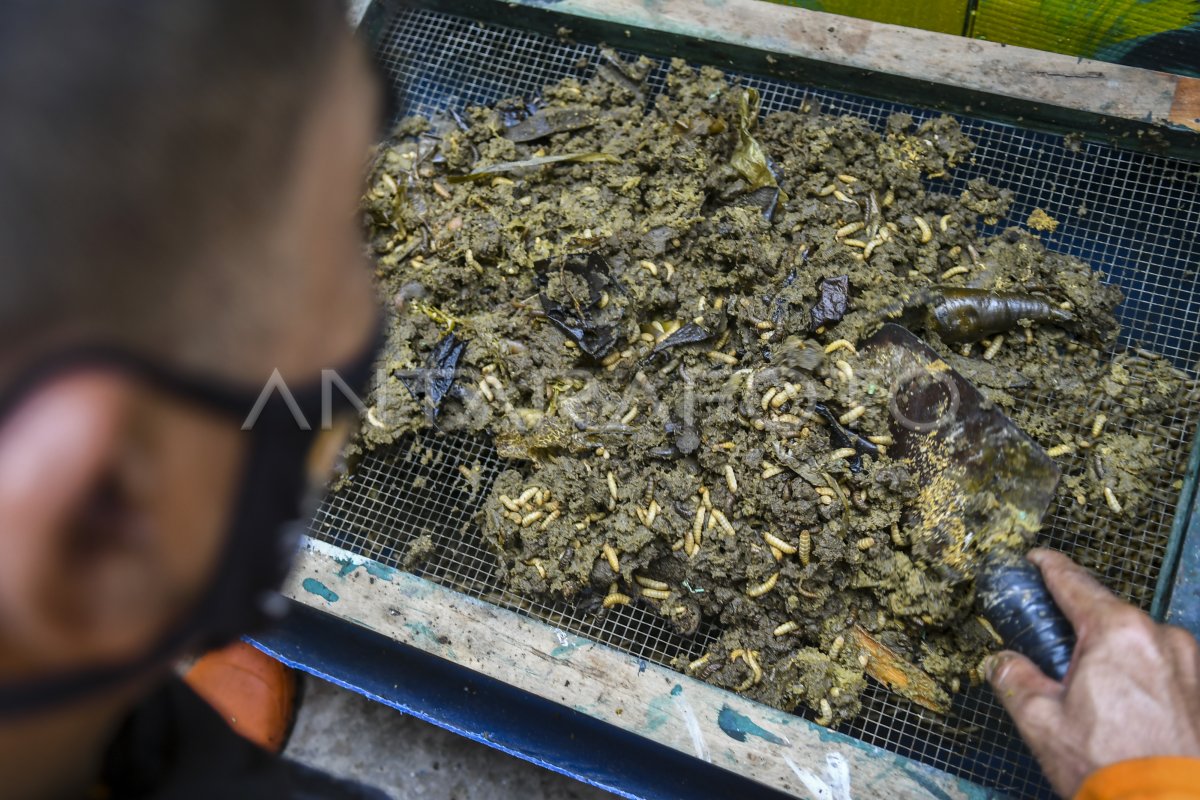 BUDIDAYA MAGGOT PENGURAI SAMPAH DI JAKARTA | ANTARA Foto BUDIDAYA MAGGOT PENGURAI SAMPAH DI JAKARTA | ANTARA Foto