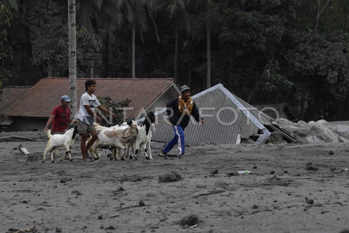 THE EVACUATION OF THE LIVESTOCK | ANTARA Foto
