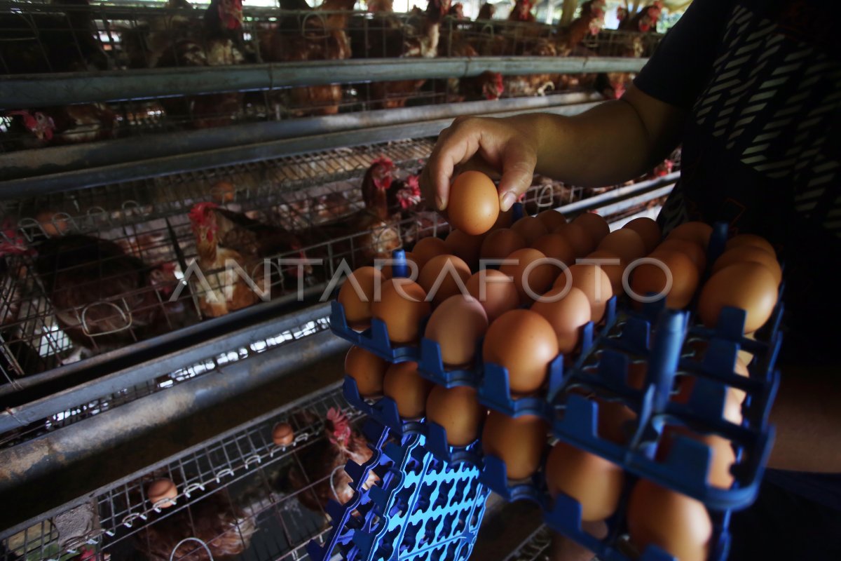 HARGA TELOR AYAM MELAMBUNG TINGGI | ANTARA Foto
