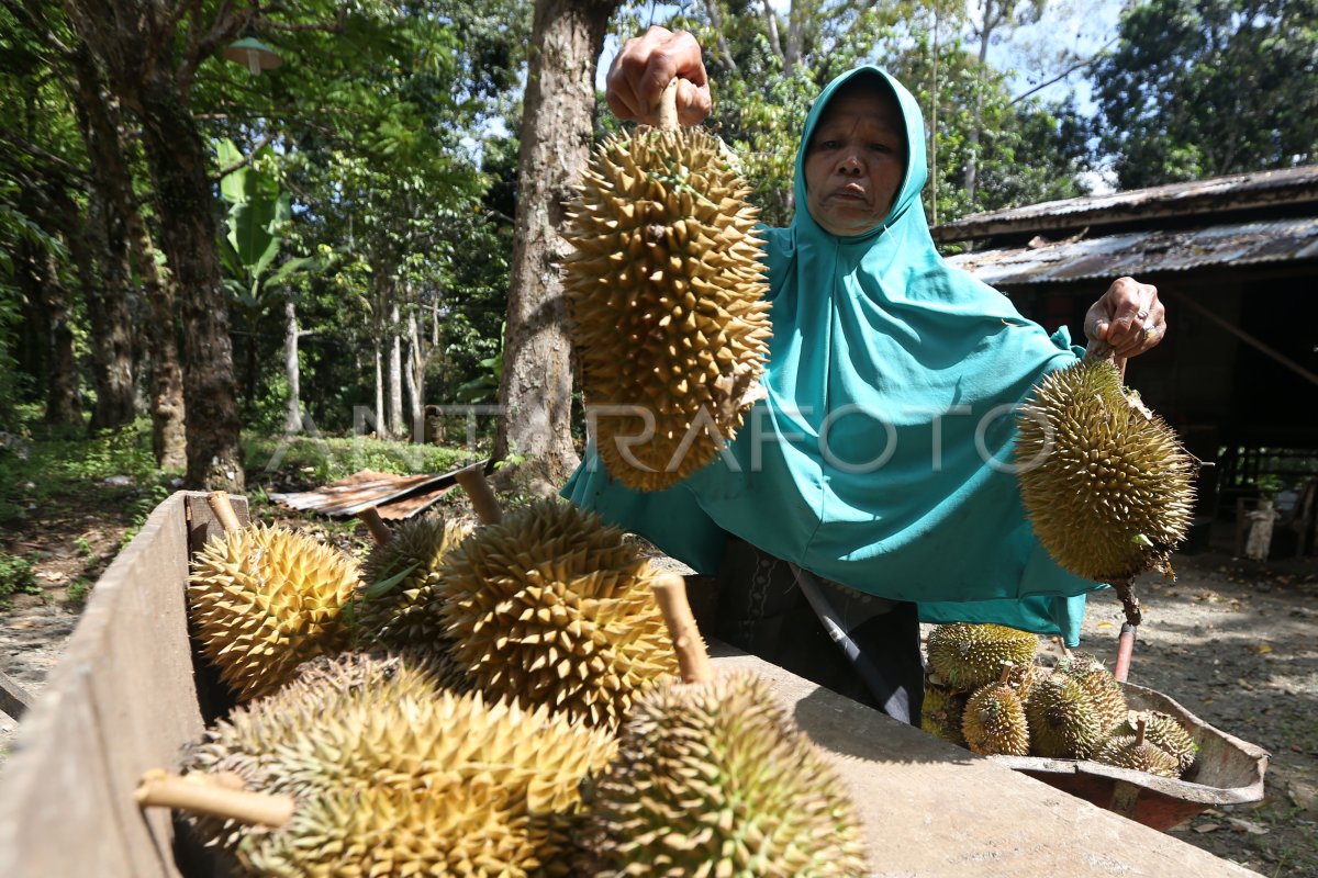 PANEN DURIAN LAMTEUBA | ANTARA Foto