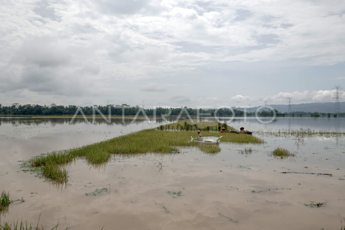PETANI GAGAL PANEN AKIBAT BANJIR DI BANYUMAS | ANTARA Foto