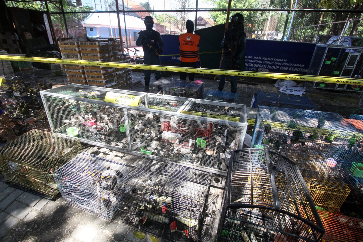 KASUS PERDAGANGAN SATWA DILINDUNGI | ANTARA Foto