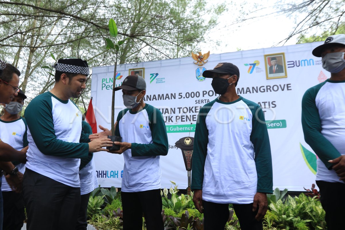 PLN TANAM MANGROVE DI TELUK PANGPANG | ANTARA Foto PLN TANAM MANGROVE DI TELUK PANGPANG | ANTARA Foto