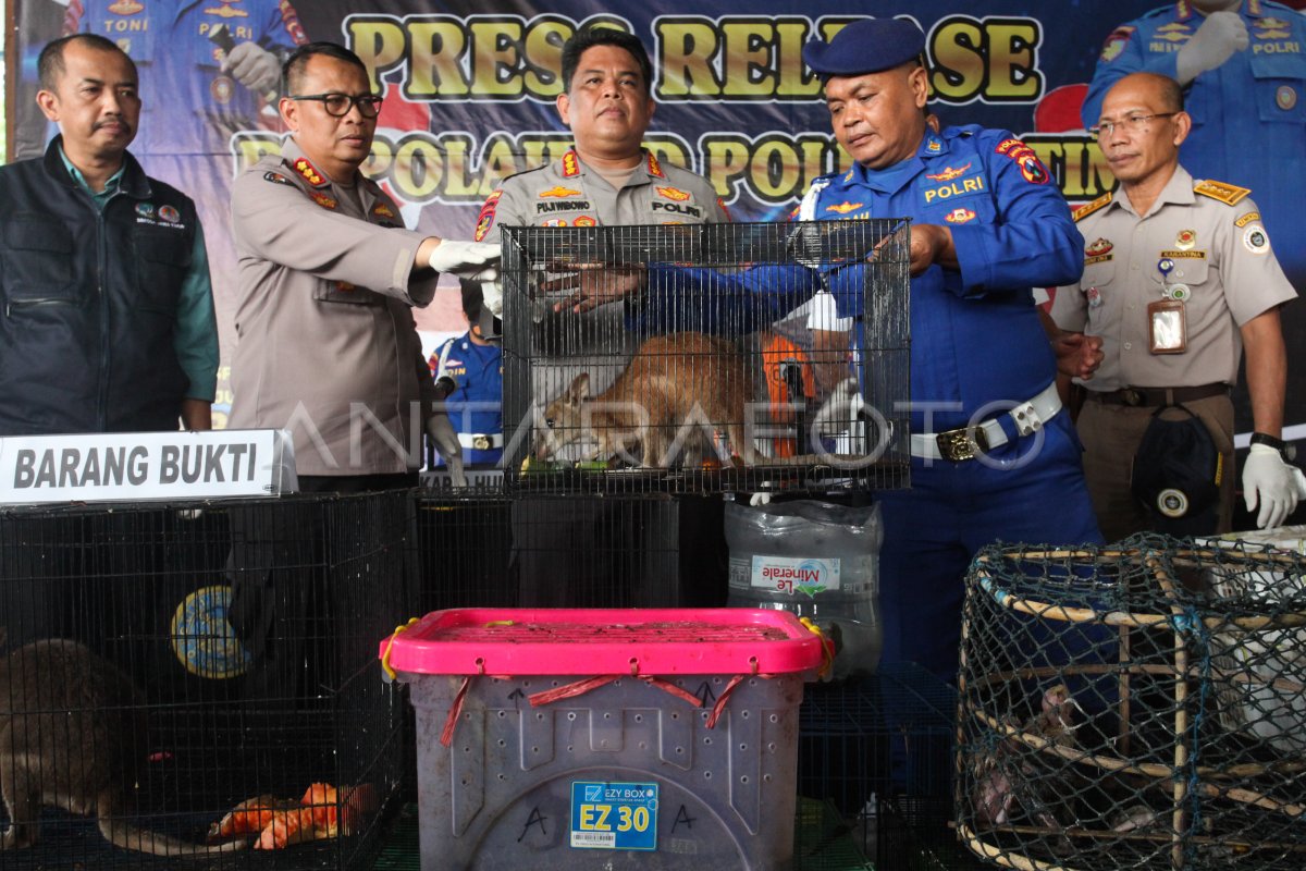 KASUS PENYELUNDUPAN SATWA DILINDUNGI | ANTARA Foto