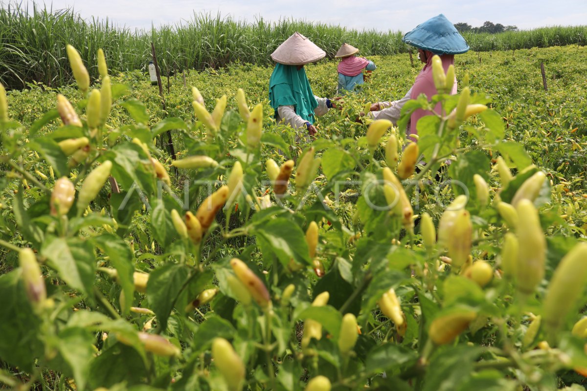 TANAMAN CABAI TERSERANG HAMA PATEK DI JOMBANG | ANTARA Foto
