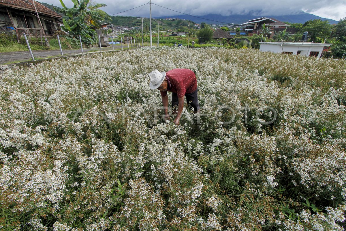 PETANI BUNGA PIKOK TERANCAM GAGAL PANEN | ANTARA Foto