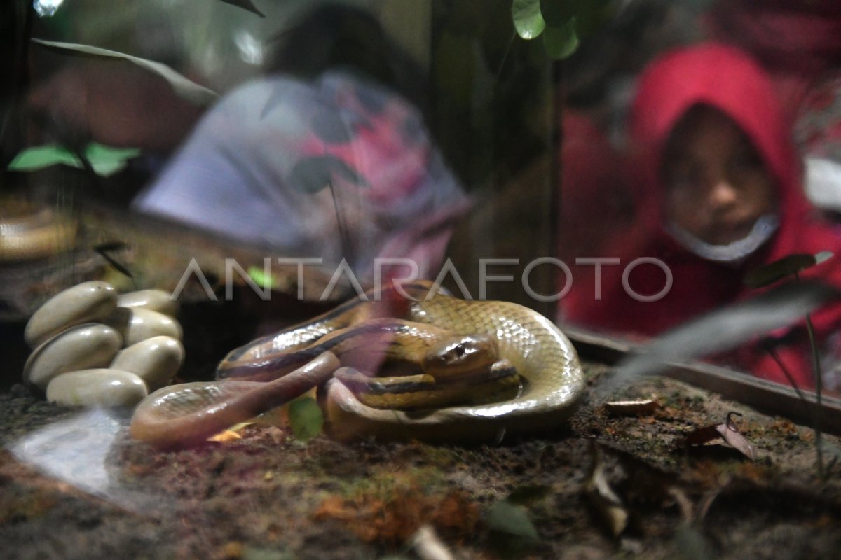 THE FIRST OF THE FAUNA IN BOGOR ZOOLOGI MUSEUM | ANTARA Foto