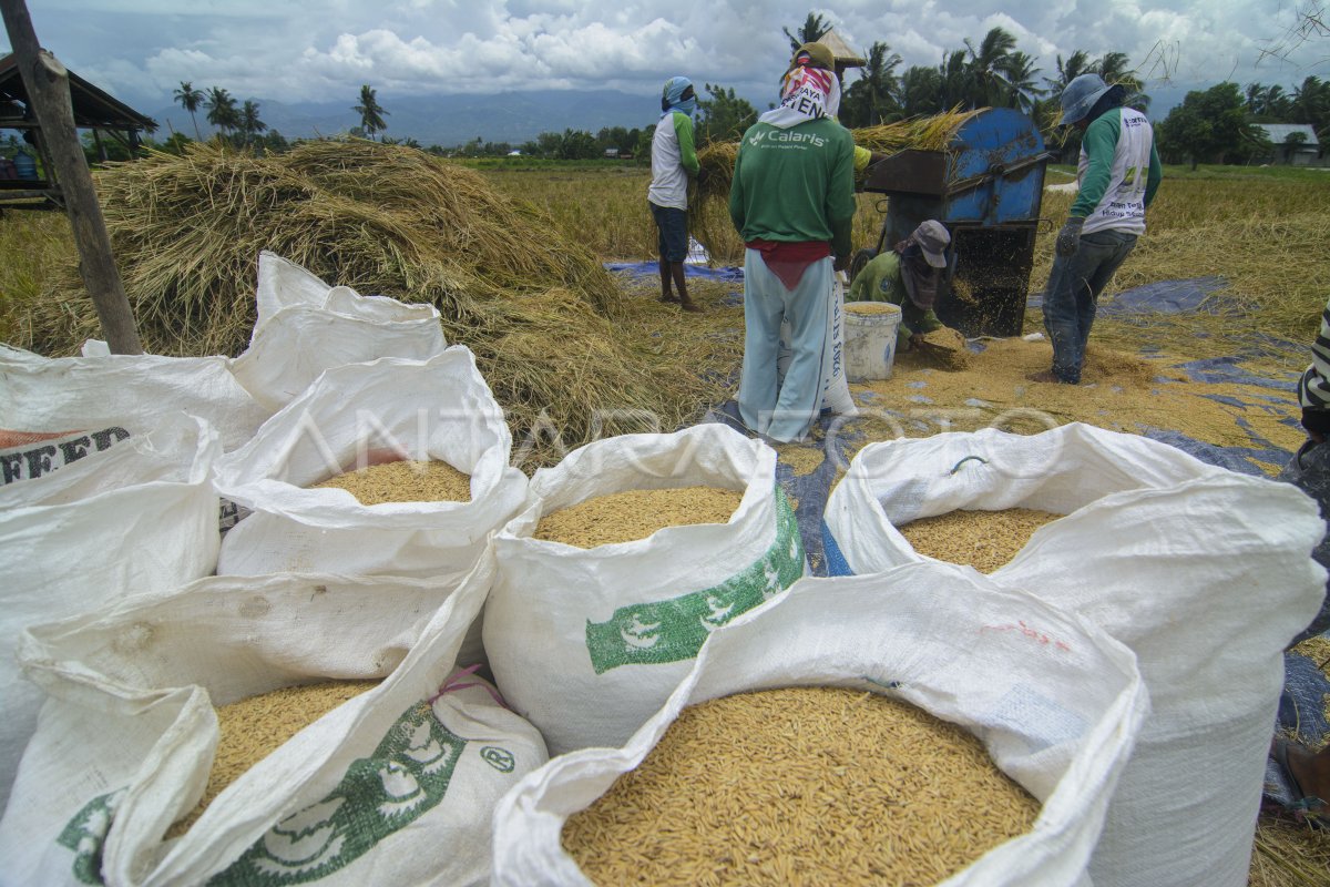 PENYERAPAN PADI LOKAL SAAT MUSIM PANEN RAYA | ANTARA Foto