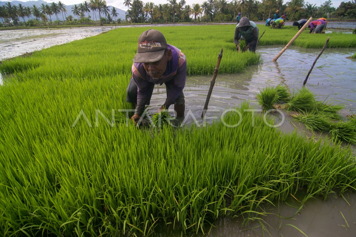 MUSIM TANAM PADI KEDUA | ANTARA Foto