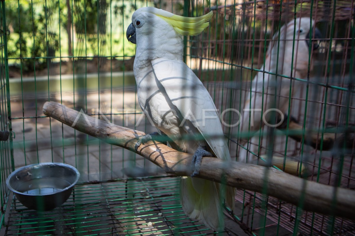 Kasus perdagangan satwa dilindungi | ANTARA Foto