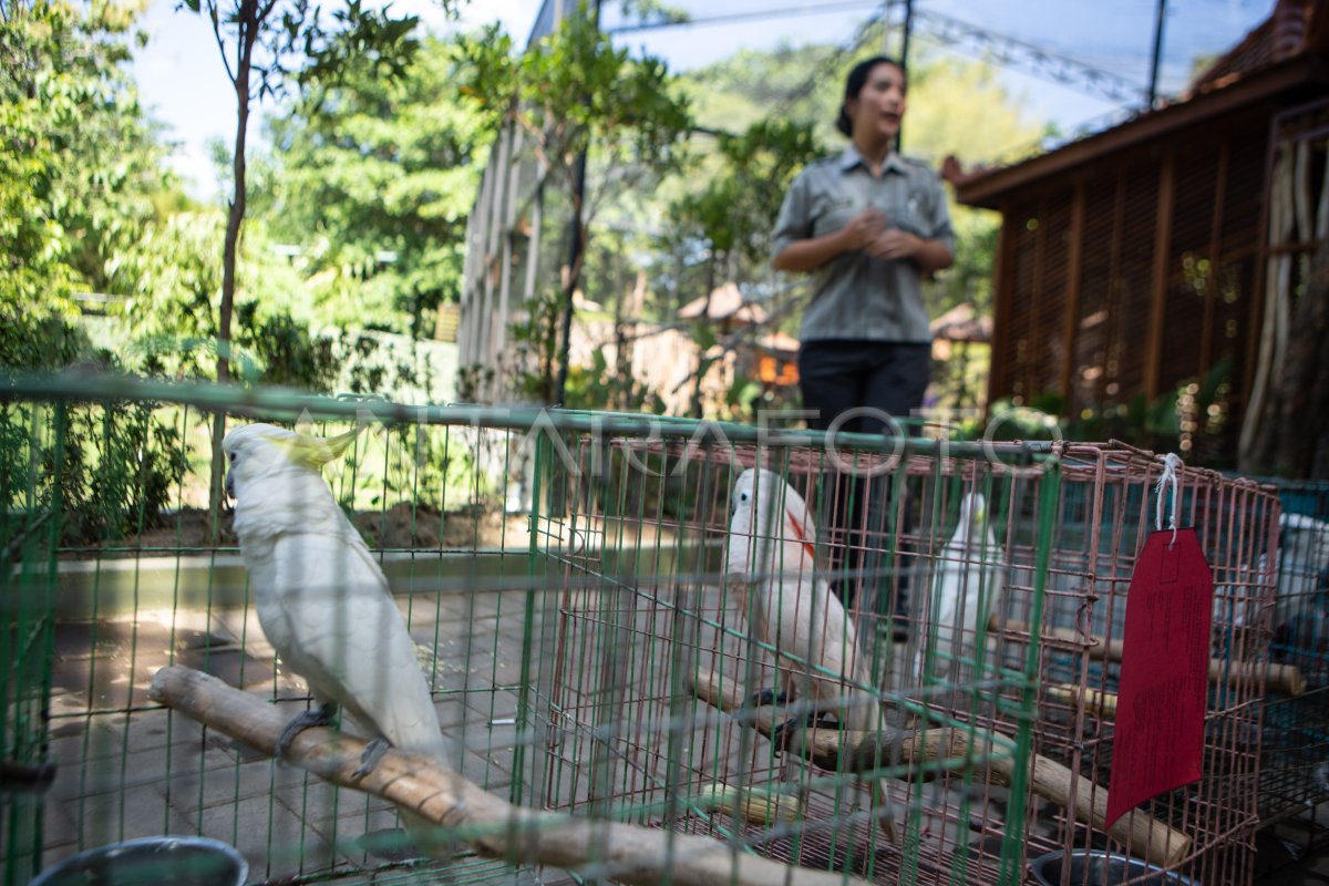 Kasus perdagangan satwa dilindungi | ANTARA Foto