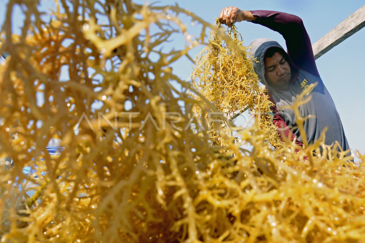 Produksi rumput laut menurun | ANTARA Foto