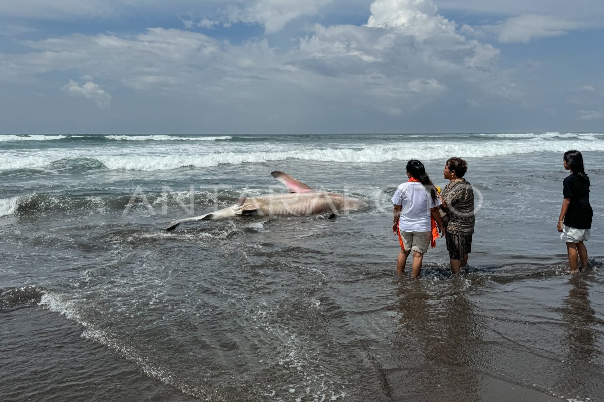 Hiu Tutul terdampar di Pantai Parangtritis | ANTARA Foto Hiu Tutul terdampar di Pantai Parangtritis | ANTARA Foto