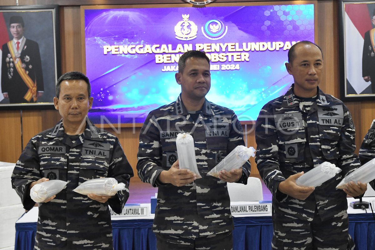 TNI AL gagalkan penyelundupan benih lobster | ANTARA Foto