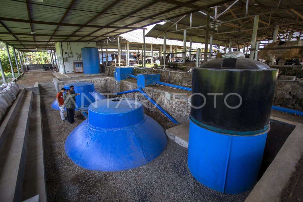Pemanfaatan limbah kotoran sapi jadi energi biogas | ANTARA Foto Pemanfaatan limbah kotoran sapi jadi energi biogas | ANTARA Foto