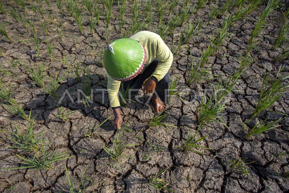 Puncak musim kemarau di Indonesia | ANTARA Foto