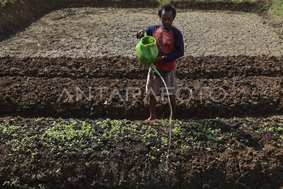 Lahan pertanian kekeringan di Ciamis | ANTARA Foto Lahan pertanian kekeringan di Ciamis | ANTARA Foto