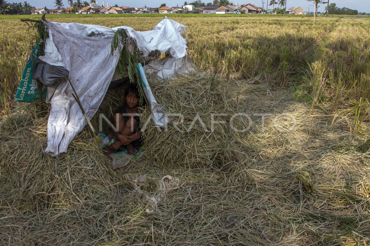 Ribuan hektare sawah di Banten rusak akibat kekeringan | ANTARA Foto Ribuan hektare sawah di Banten rusak akibat kekeringan | ANTARA Foto