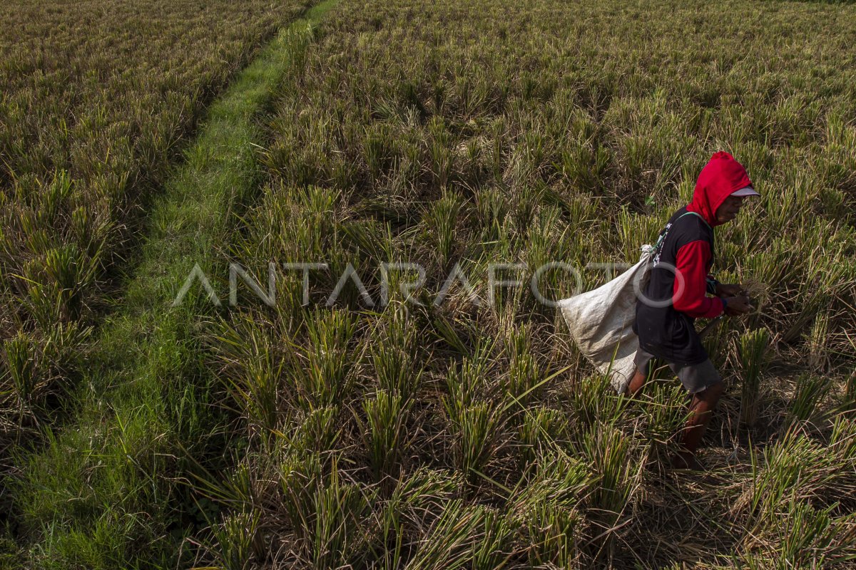 Ribuan hektare sawah di Banten rusak akibat kekeringan | ANTARA Foto Ribuan hektare sawah di Banten rusak akibat kekeringan | ANTARA Foto
