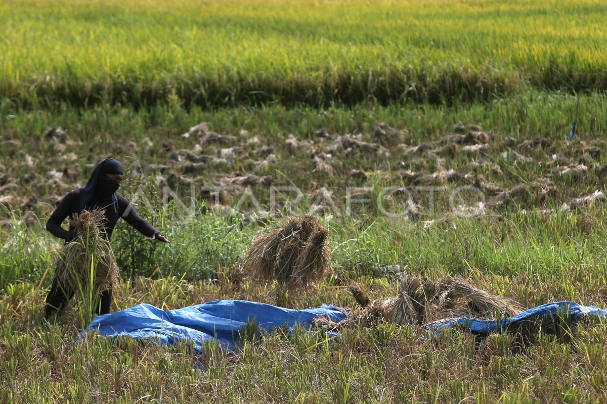 capaian serapan gabah petani di aceh | ANTARA Foto