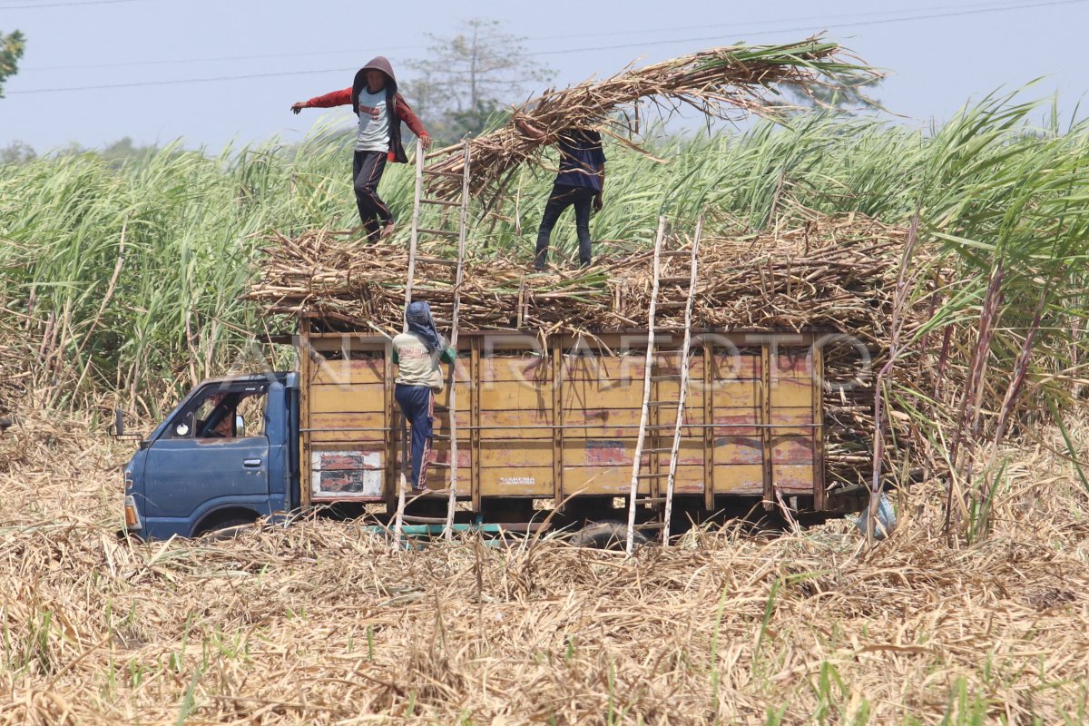 Swasembada gula nasional 2030 | ANTARA Foto