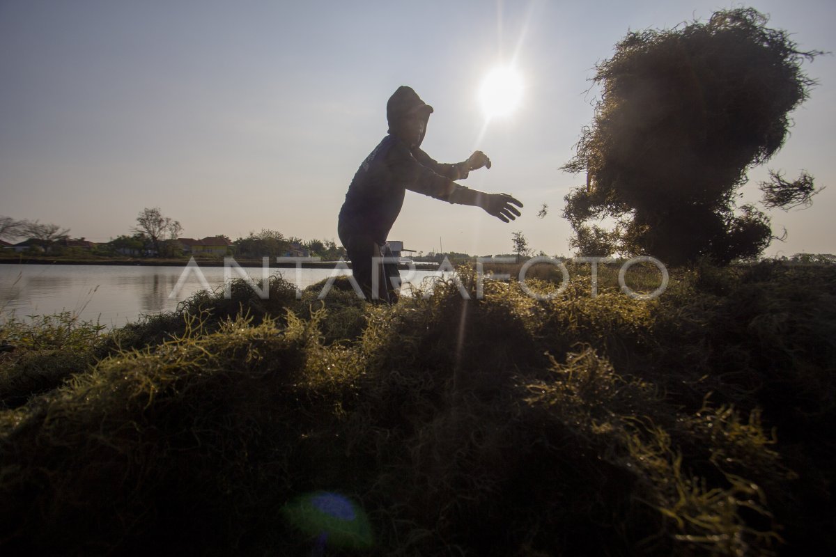 Rencana pemanfaatan rumput laut untuk bioavtur | ANTARA Foto Rencana pemanfaatan rumput laut untuk bioavtur | ANTARA Foto