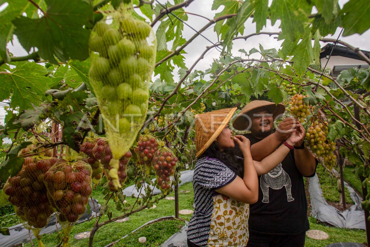 Agrowisata kebun anggur di Yogyakarta | ANTARA Foto