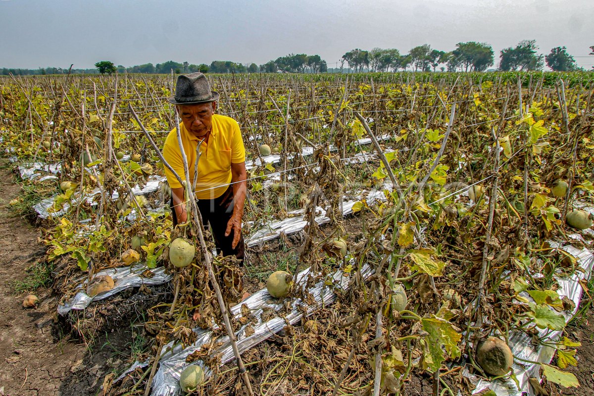 Petani melon di Nganjuk gagal panen | ANTARA Foto