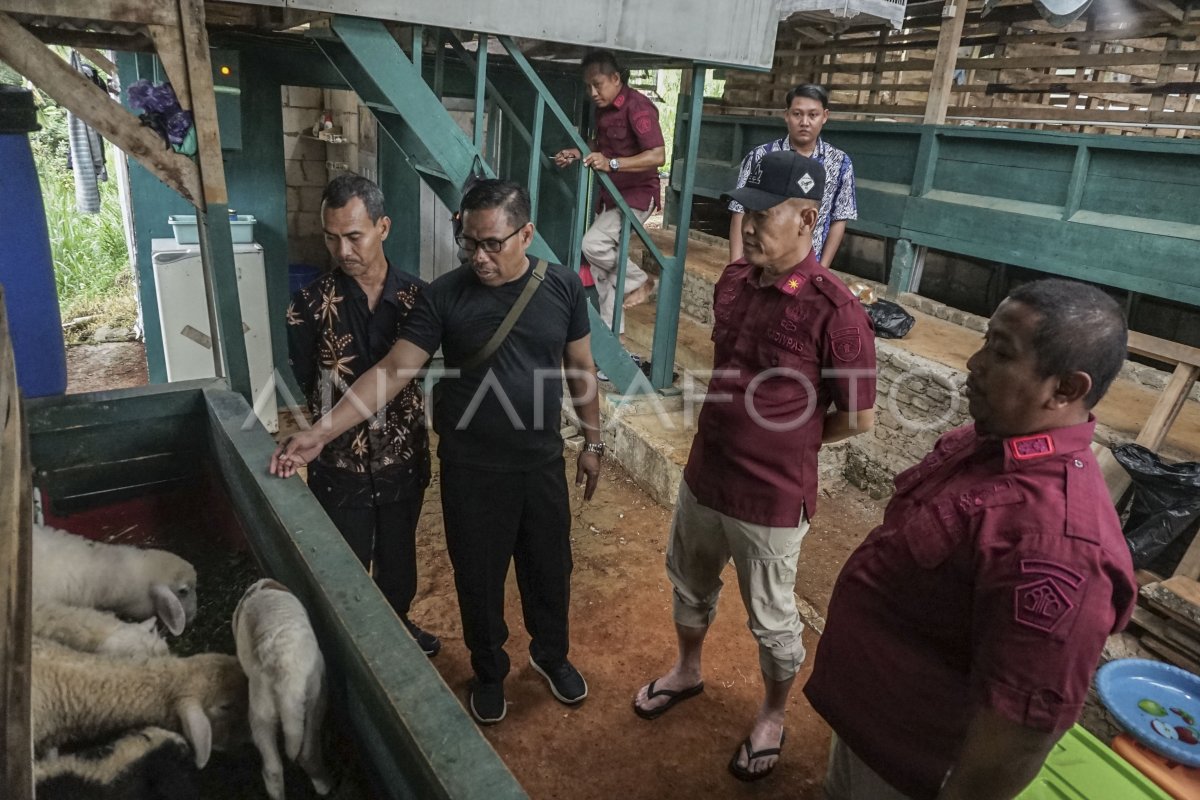 Empowerment of former fosters in sheep cattle | ANTARA Foto