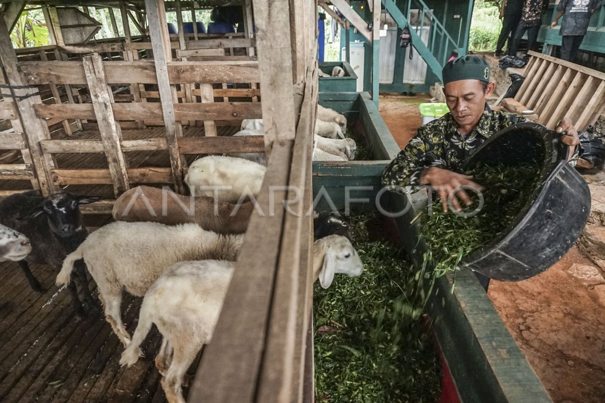 Empowerment of former fosters in sheep cattle | ANTARA Foto