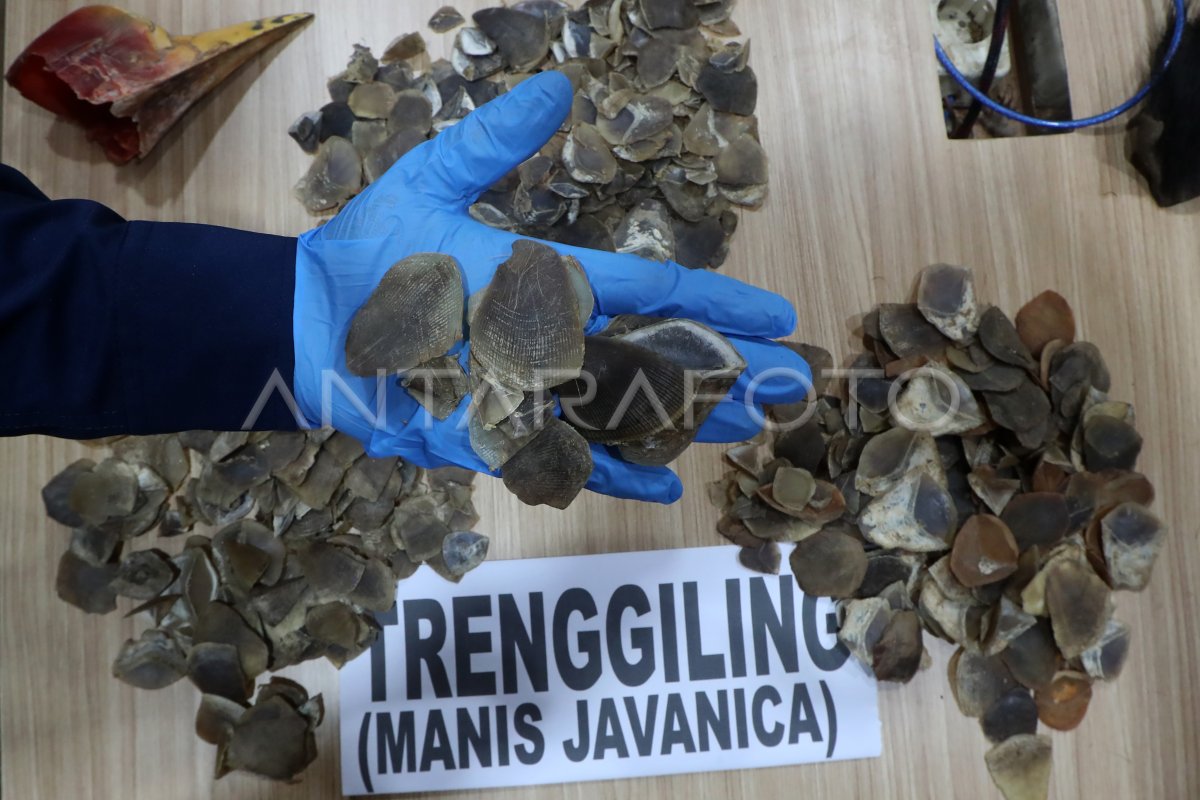 Kasus perdagangan organ satwa dilindungi | ANTARA Foto