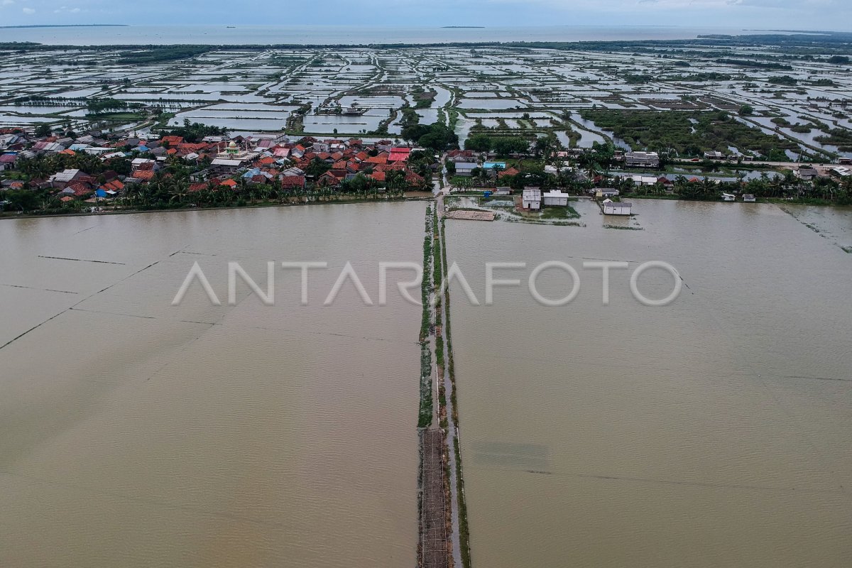 Ribuan hektare sawah terendam banjir di Banten | ANTARA Foto Ribuan hektare sawah terendam banjir di Banten | ANTARA Foto